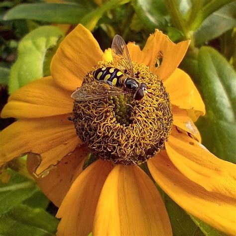 Lancing Nature Gallery Flies