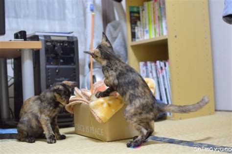 姉妹対抗棒倒し サビ色ねこぐるま