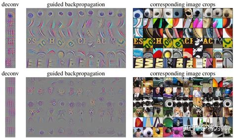 直观理解卷积神经网络 二 导向反向传播 Guided Backpropagation 知乎 直观理解卷积神经网络 二 导向反向传播 Guided Backpropagation 知乎