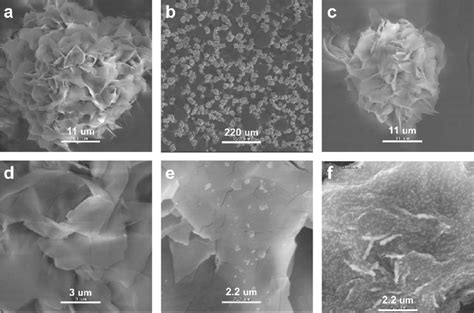 SEM Images Of A HPC Particle Before Cross Linking B C Cross Linked Download Scientific