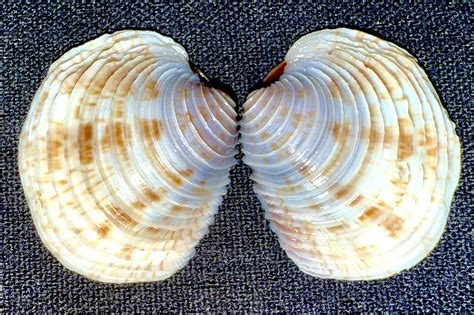 Juvenile Mercenaria Jacksonville Shell Club Facebook