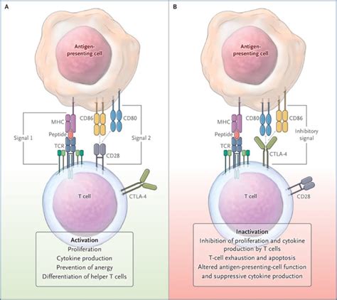 Immunological Tolerance Immunology Medstudentnotes