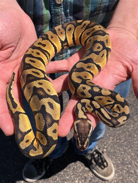Do Ball Pythons Like To Be Held Reptileszilla