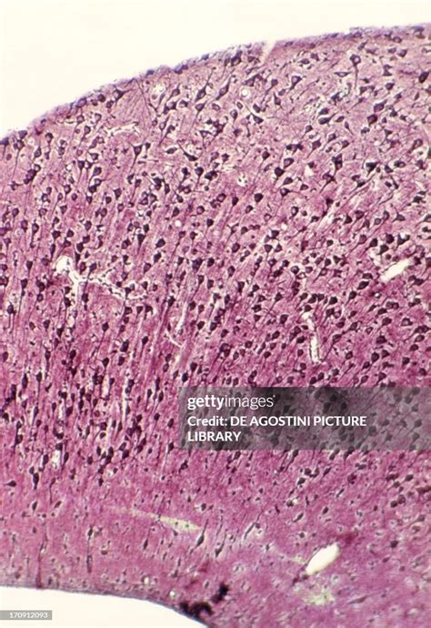 Cerebral Cortex Slide