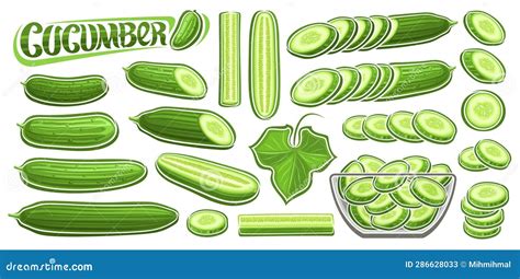 Vector Cucumber Set 286628033