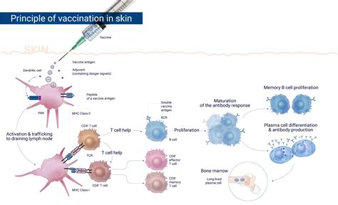Immunogenicity Series Wanted Immunogenicity In Vaccines Genoskin