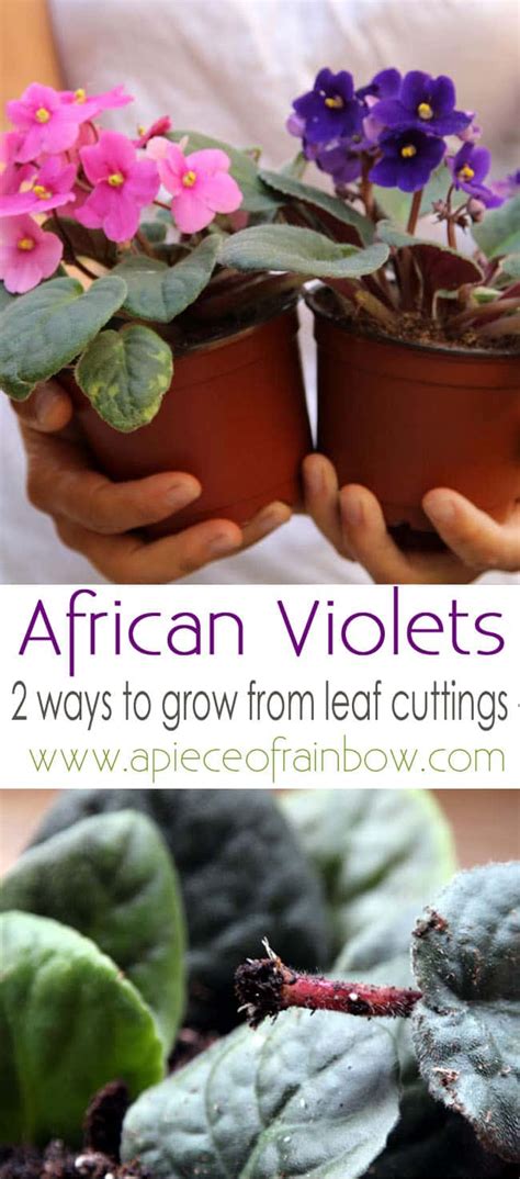 Grow African Violet From Leaf Cuttings A Piece Of Rainbow