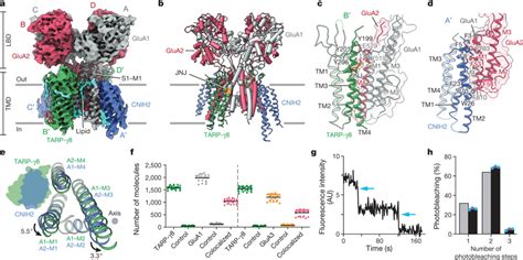 Architecture And Subunit Arrangement Of Lbdtmda1a2 Complexes A Download Scientific Diagram