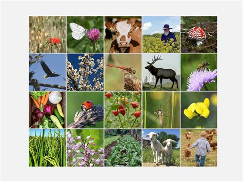 Solution Classification Of Living Organisms Studypool