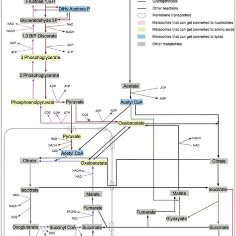 A Meiosis Specific Metabolic Network In Yeast Five Metabolic Pathways Download Scientific