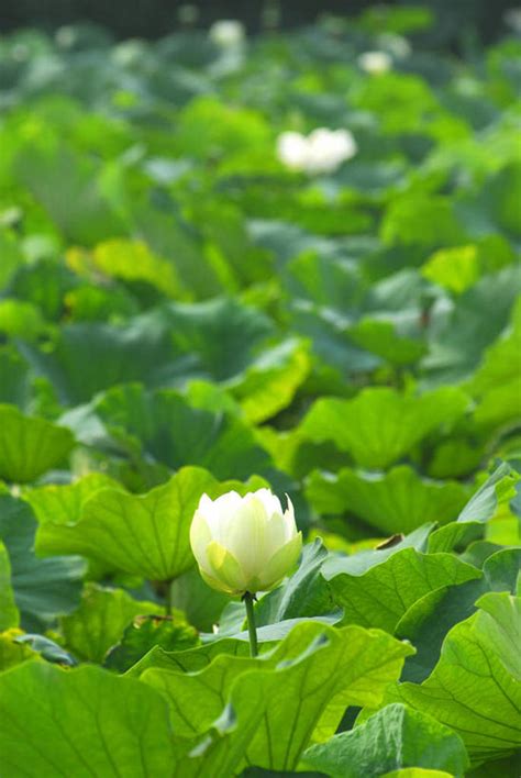无人竖图室外特写白天正面旅游度假纯洁美景植物莲花叶子神奈川日本亚洲朦胧模糊盛开景观绿叶神奈川县娱乐