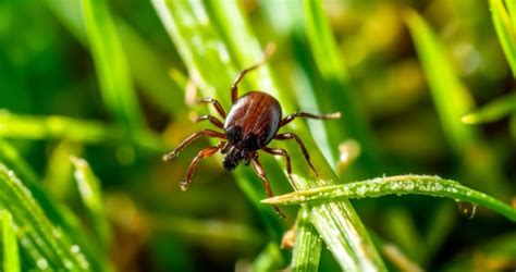 Newborn Suffers Brain Damage After Small Tick Bit Her Wide Open Spaces
