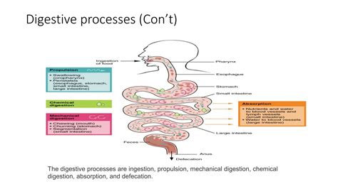 P Digestive Processes Of Food Pptx7777777777777 Pptx