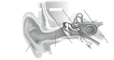 The Peripheral Auditory System Survey To Speech Pathology And Audiology Diagram Quizlet