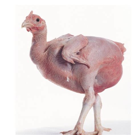 Featherless Peacock