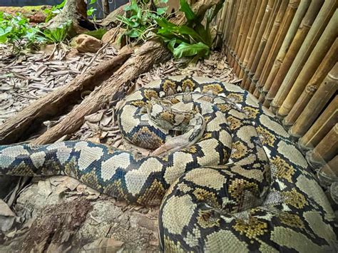 Reticulated Python In Captivity In Cairns Australia Stock Image Image Of Trunk Pattern