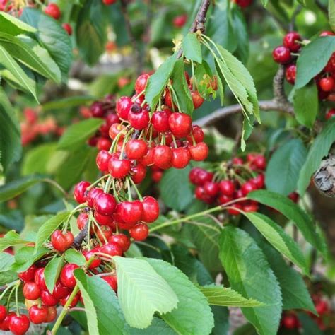 Australian Cherry Rare Live Plant Syzygium Paniculatum Seed2plant