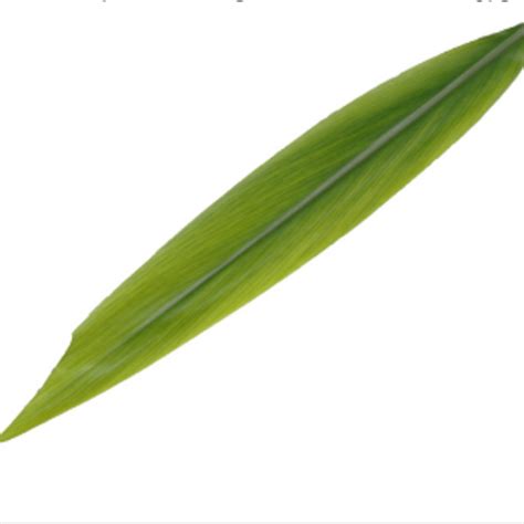 Medical Leaf Dataset Kaggle Medical Leaf Dataset Kaggle