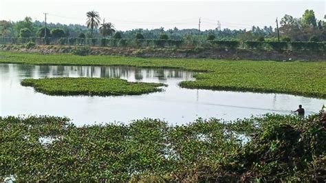 Wetland Restoration Wwf