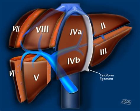 Liver Anatomy Segments