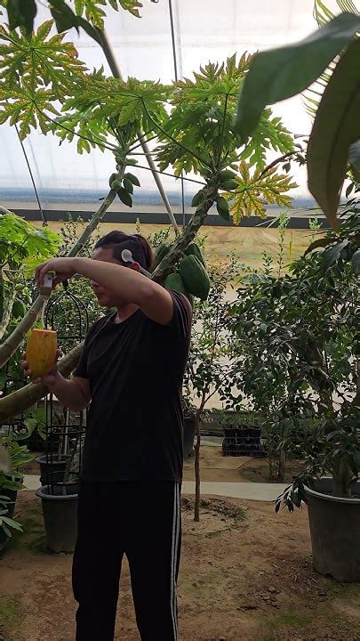 100 신선한 과일 파파야 우유 열대식물 열대과일 파파야 Youtube