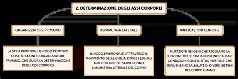 Lo Sviluppo Embrionale E I Suoi Foglietti Algor Cards