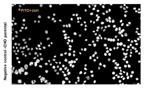 Anti C Myc Antibody Ab316922 Abcam