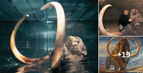 Million Year Old Dna From Mammoth Teeth Found In Siberia Is Oldest Genome Ever Sequenced
