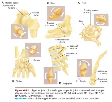 Which Type Of Joint Is Least Movable At Alexandra Hellyer Blog