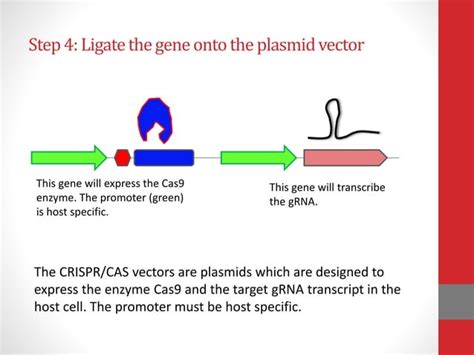 Principle Of Crispr Genome Editing Ppt