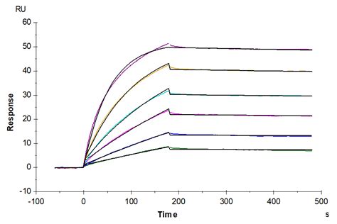 Biotinylated Human Cd20 Protein Vlp Cd2 Hm123b Kactus