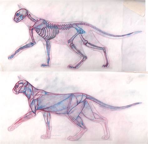 Ravens Scribbles Cat Anatomy