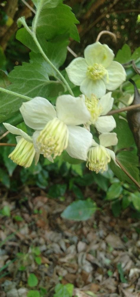 横浜自然観察の森シロバナハンショウヅル開花しました しゅんの花歩き