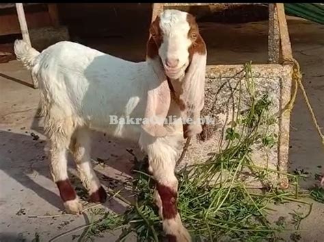 Bakri For Sale Rs15000 Animal Qurbani Sale 2023