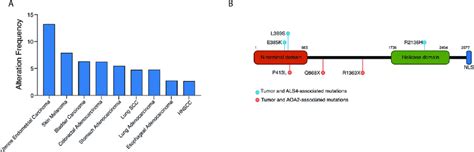 Setx Mutations In Human Tumors A Percentage Of Mutation And Deep Download Scientific Diagram