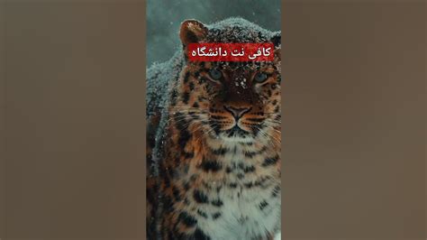 کافی نت دانشگاه حضوری و آنلاین Youtube