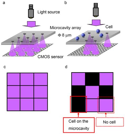 Fabrication Of Digital Cell Counting Device Based On A Cmos Sensor
