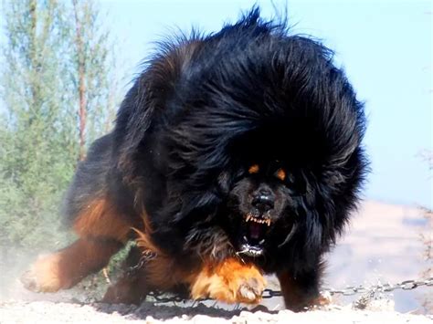 対決 世界最強犬種ランキング Ranking Labo