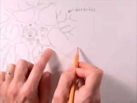 How To Draw A Neuron YouTube