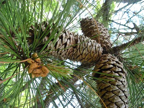 Androdioecious Dioecious Gynodioecious Monoecious Polygamodioecious