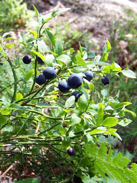Vaccinium Myrtillus Bee Happy Trees