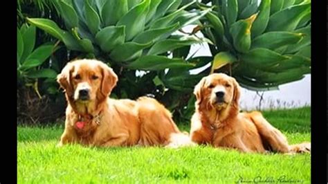 Топ 5 самых умных пород собак Youtube