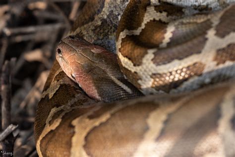 蟒科 Pythonidae Flickr