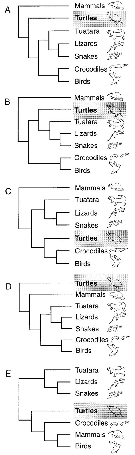Proposed Hypotheses Explaining The Phylogenetic Relationships Among Download Scientific Diagram