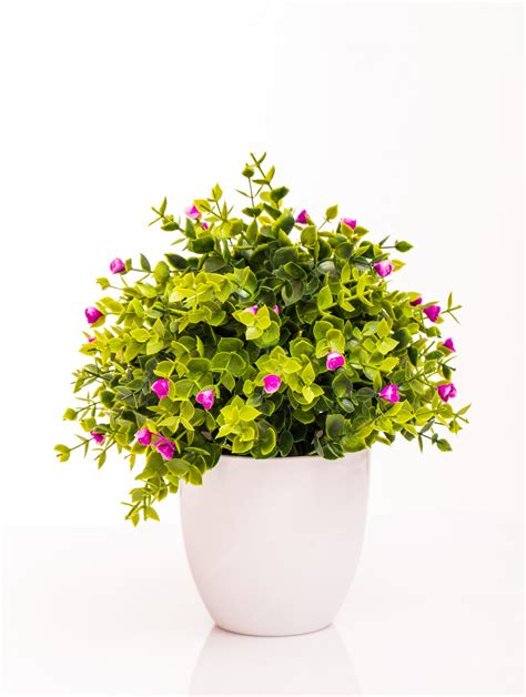 Flower Plants In Pot Png