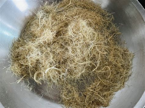 붓기 빼는데 좋은 제철 초당 옥수수 수염차 만드는법