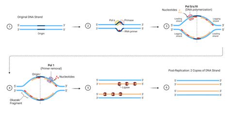 Introduction To Dna Template Design Aat Bioquest