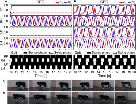 Frontiers Robust And Reusable Self Organized Locomotion Of Legged Robots Under Adaptive