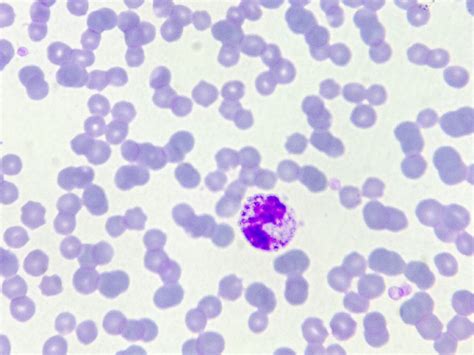 Basofilo E São Francisco Laboratório Veterinário