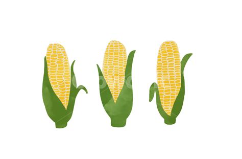 옥수수 Corn 옥수수일러스트 옥수수수채화 옥수수손그림 사진이미지일러스트캘리그라피 Josy작가